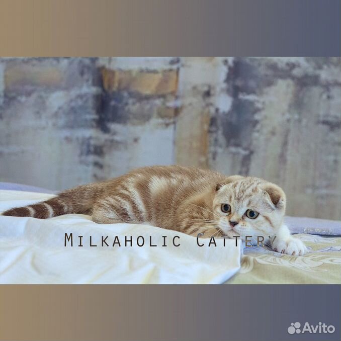 Эффектный мальчик в новейшем окрасе