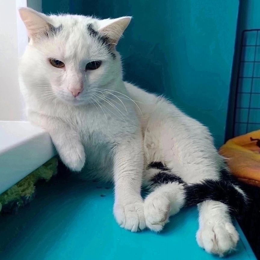 Взрослый кот от частного владельца