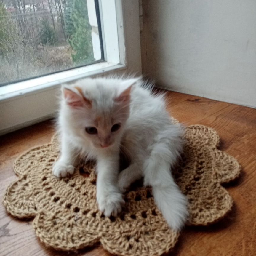 Кошка 3 месяца девочка