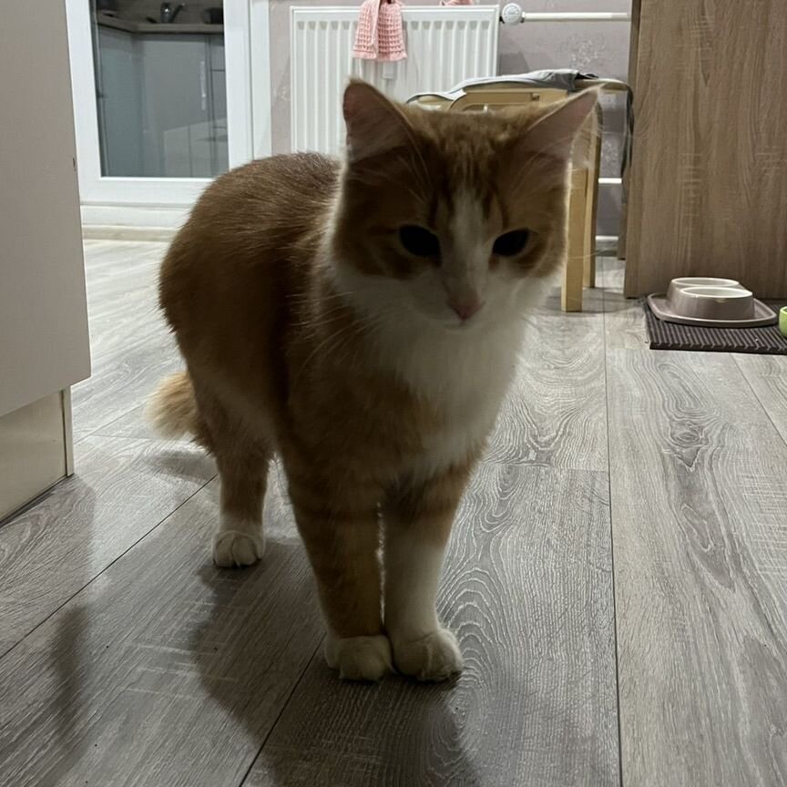 Кот