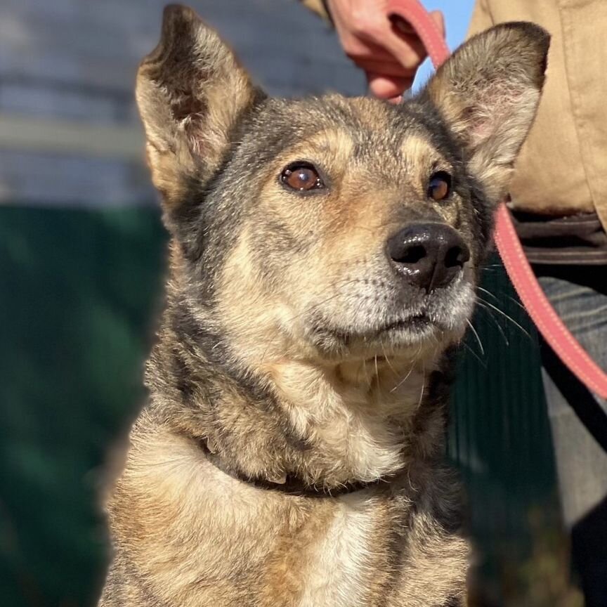 Взрослый пёс в добрые руки