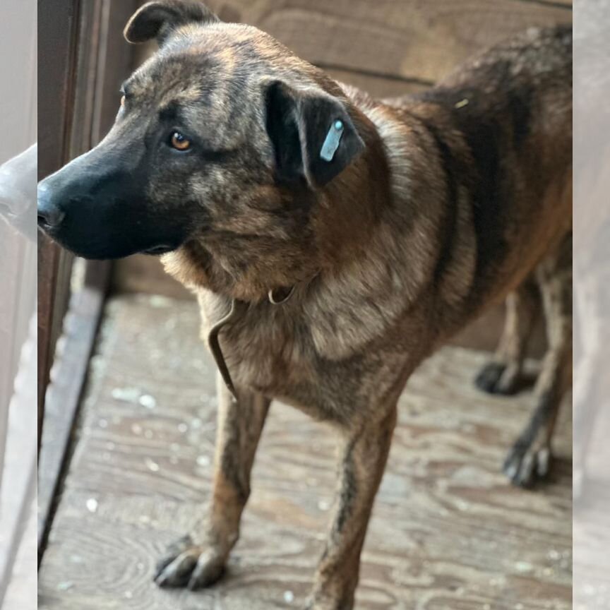 Добрый большой пёс ищет дом