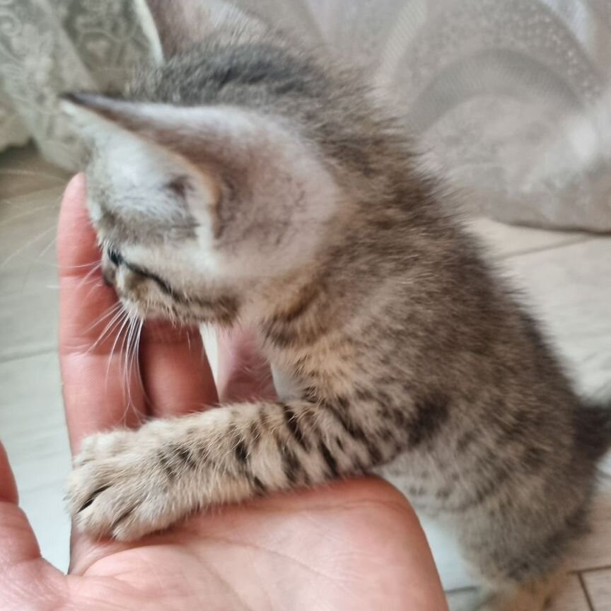 Бенгальские котята