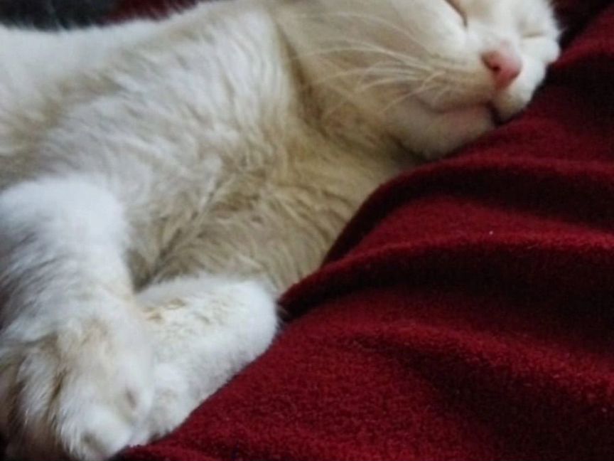 Кошка белая молоденькая