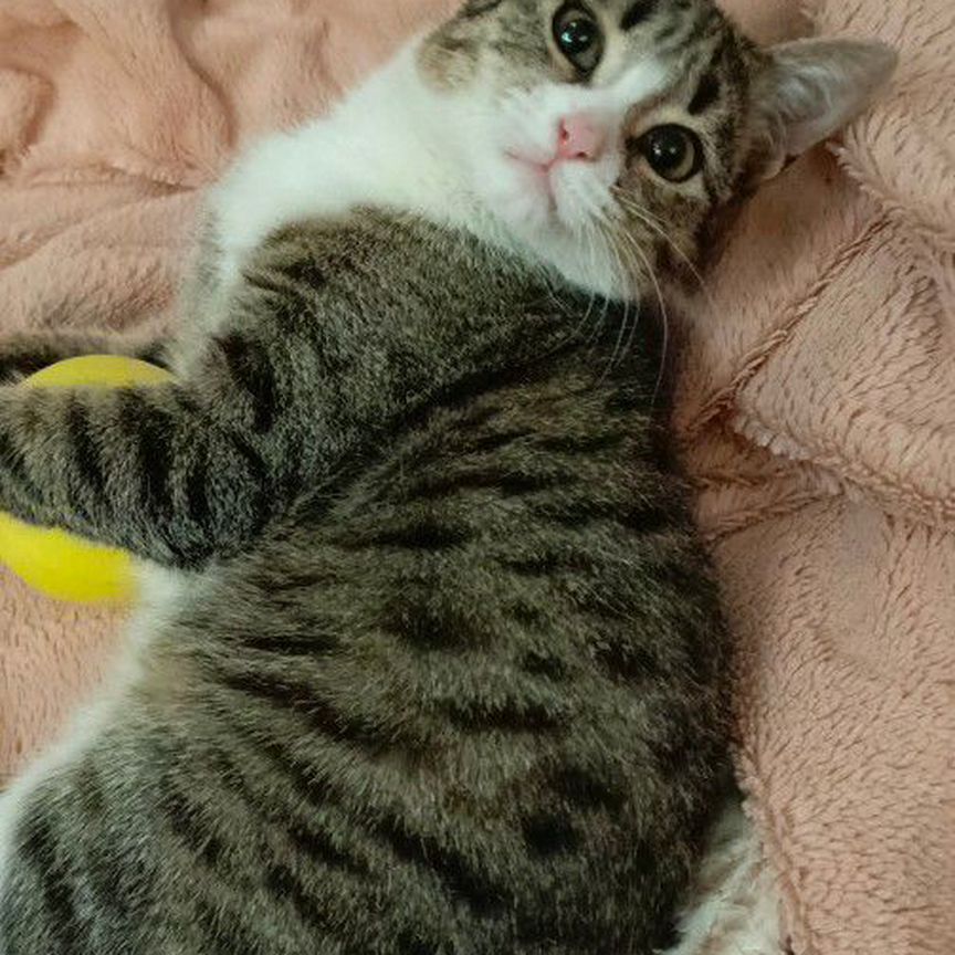 Ласковый котенок