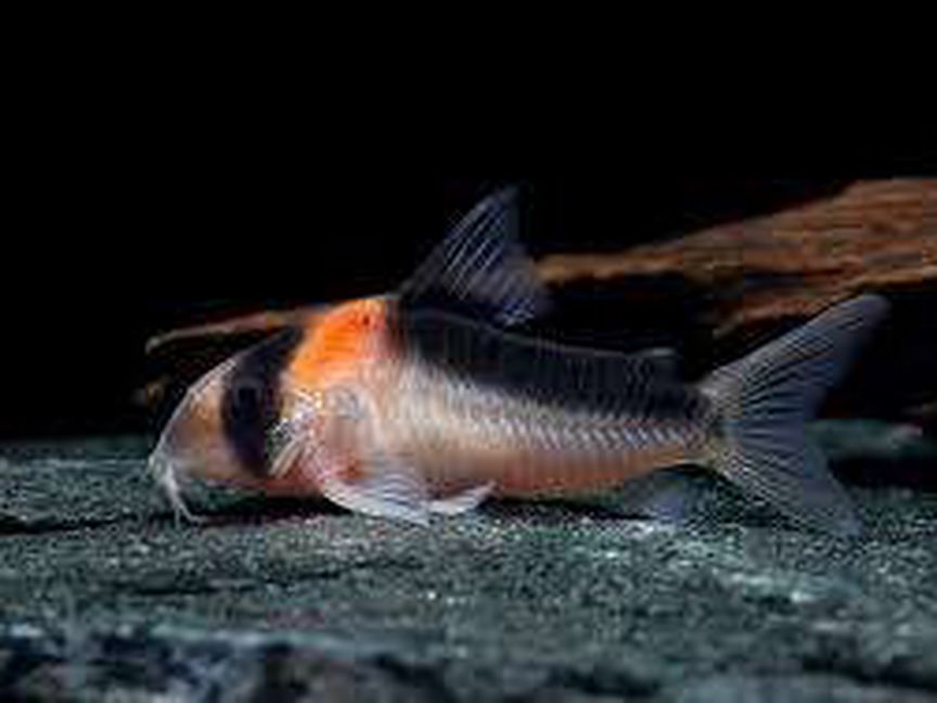 Аквариумные рыбки, растения