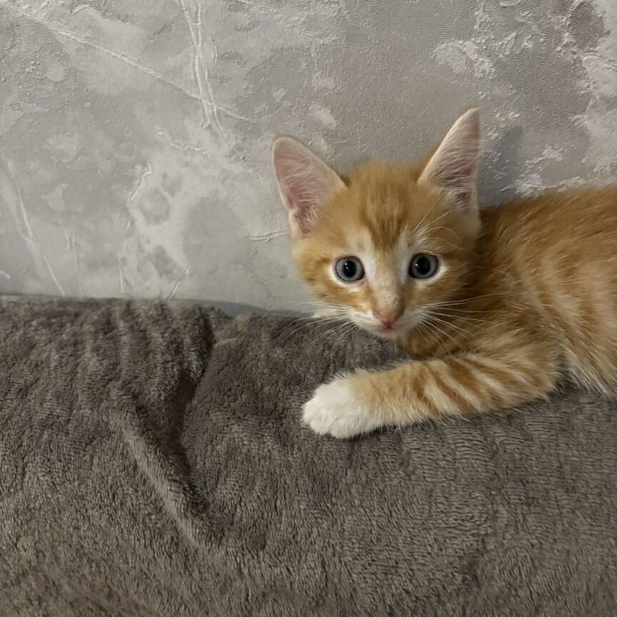 Сибирский котёнок