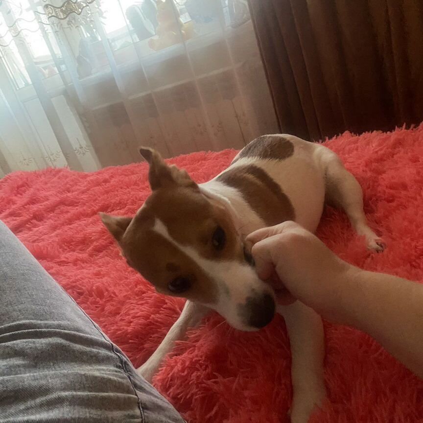 Джек Рассел терьер