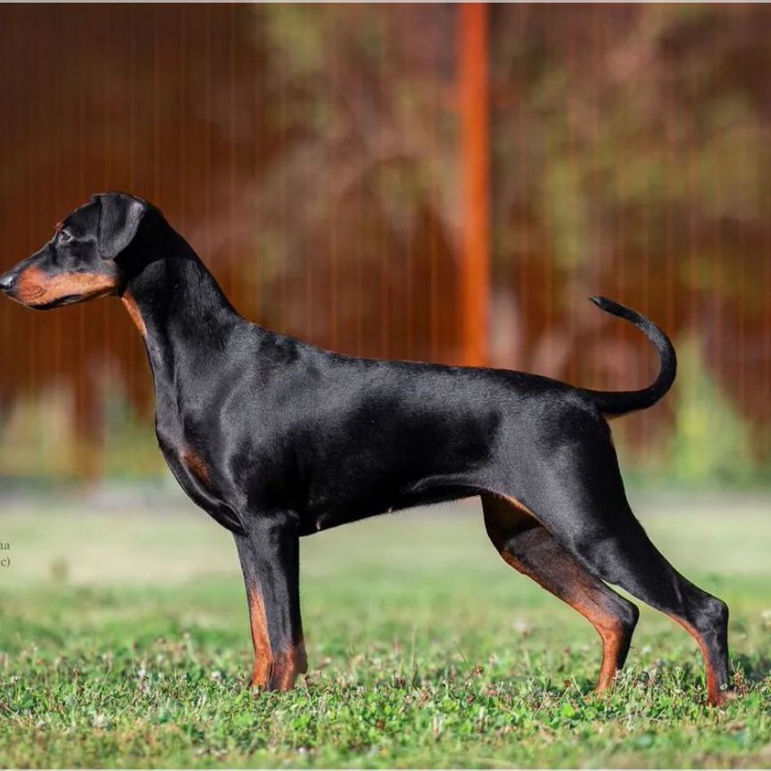 Немецкий пинчер, щенок