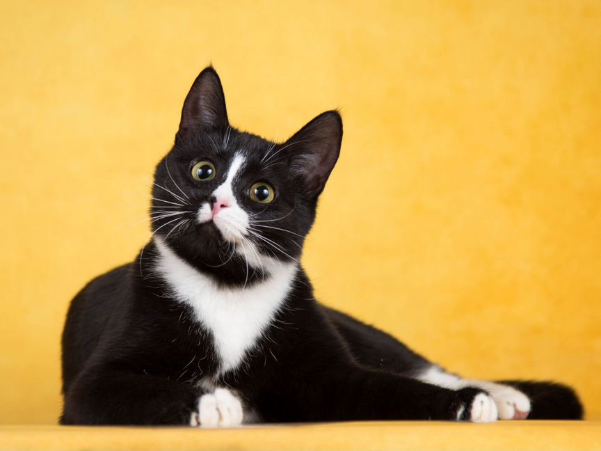 Котенка Пикси никто не замечает