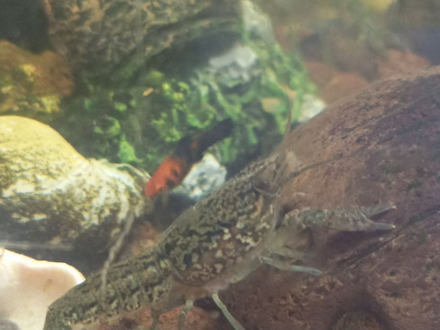 Мраморный рак