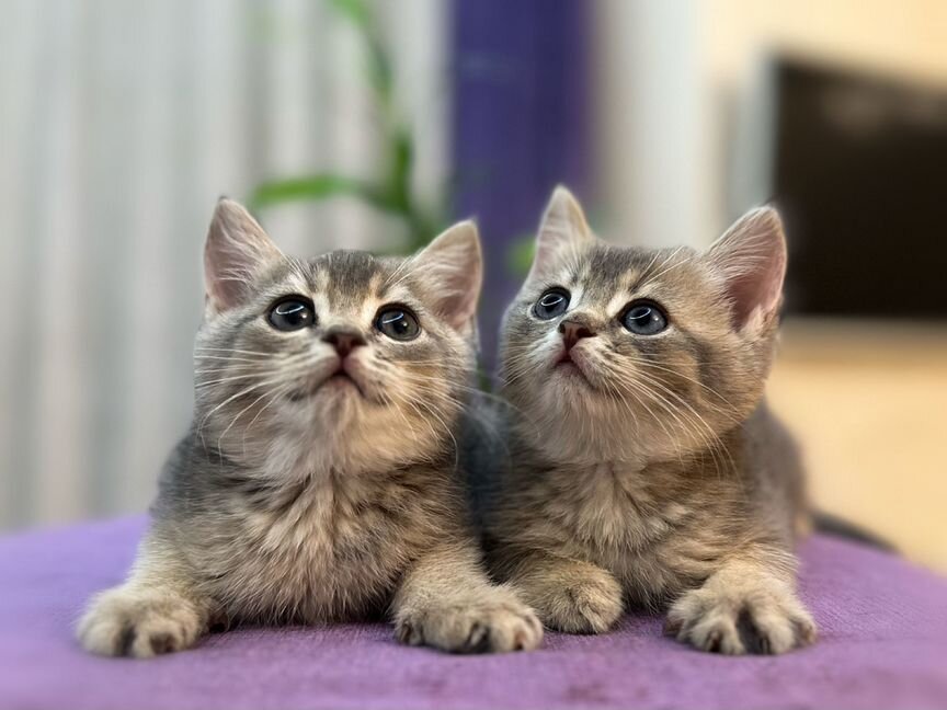 Котята британской шиншиллы