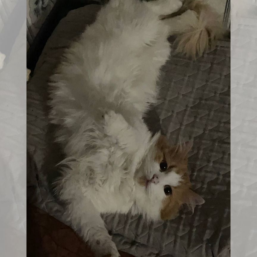 Взрослый кот в добрые руки