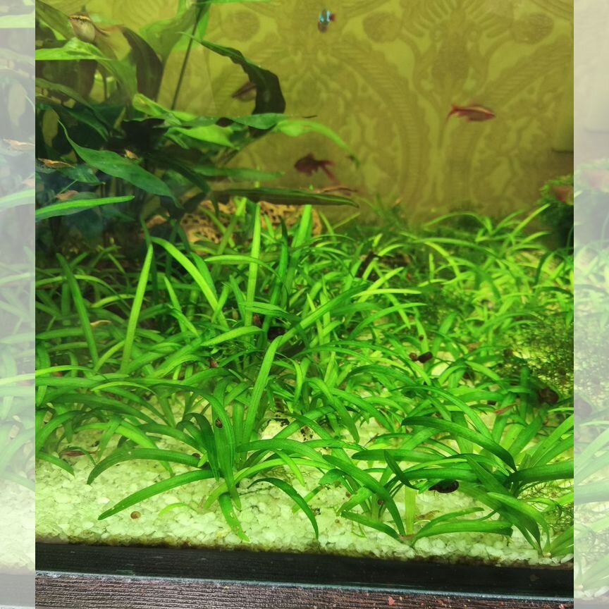 Водоросли Сагиттария