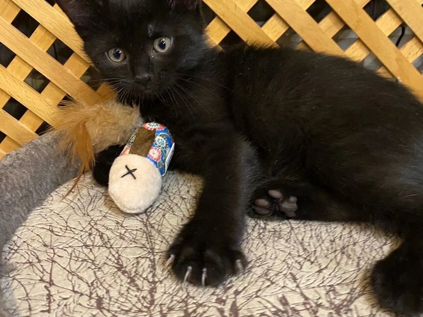 Котята Том и Тишка ищут дом
