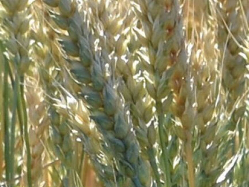 Зерно пшеница 4 класс