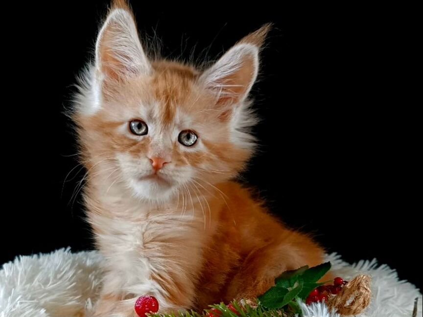 Большие мощные кистястые мейн кун котенок