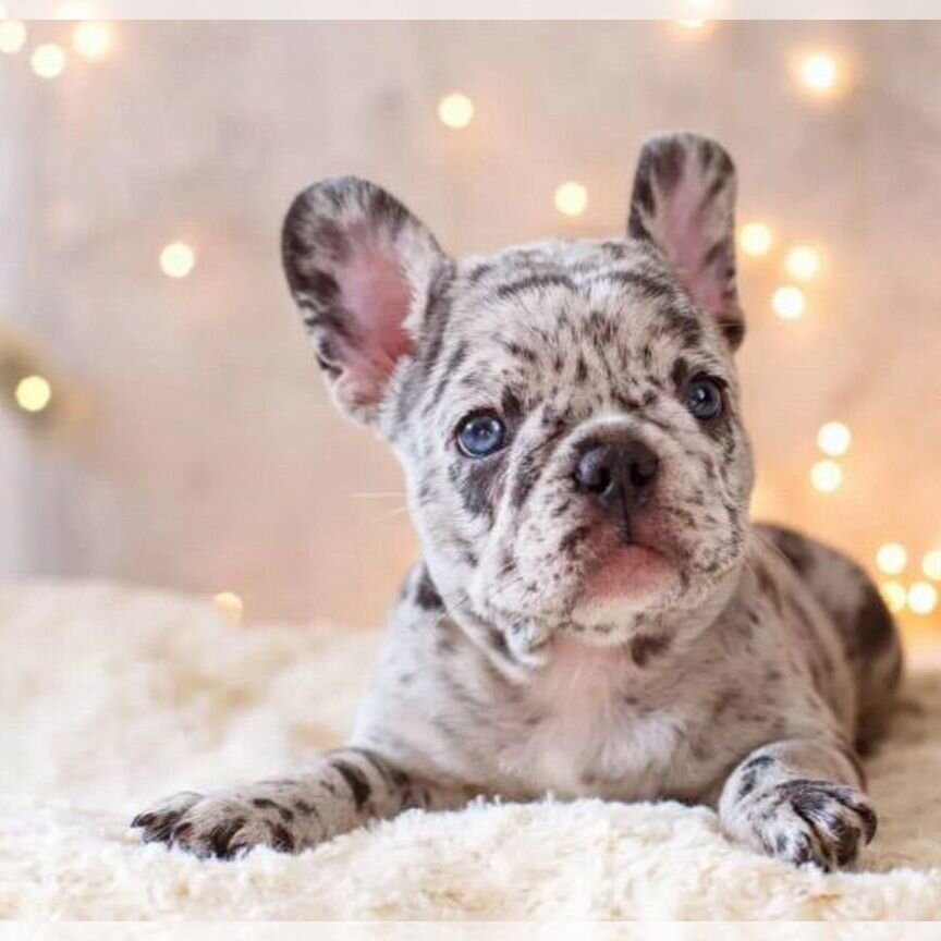 Французский бульдог, щенок