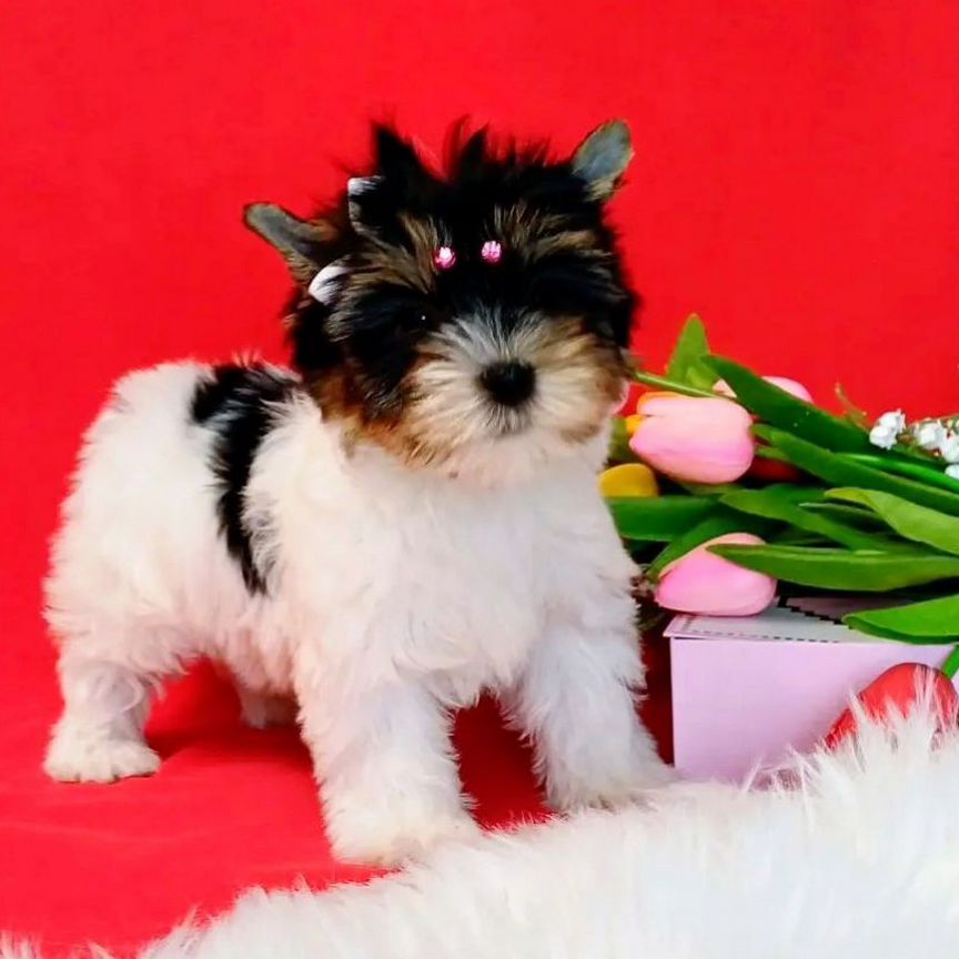 Бивер-йоркширский терьер, щенок