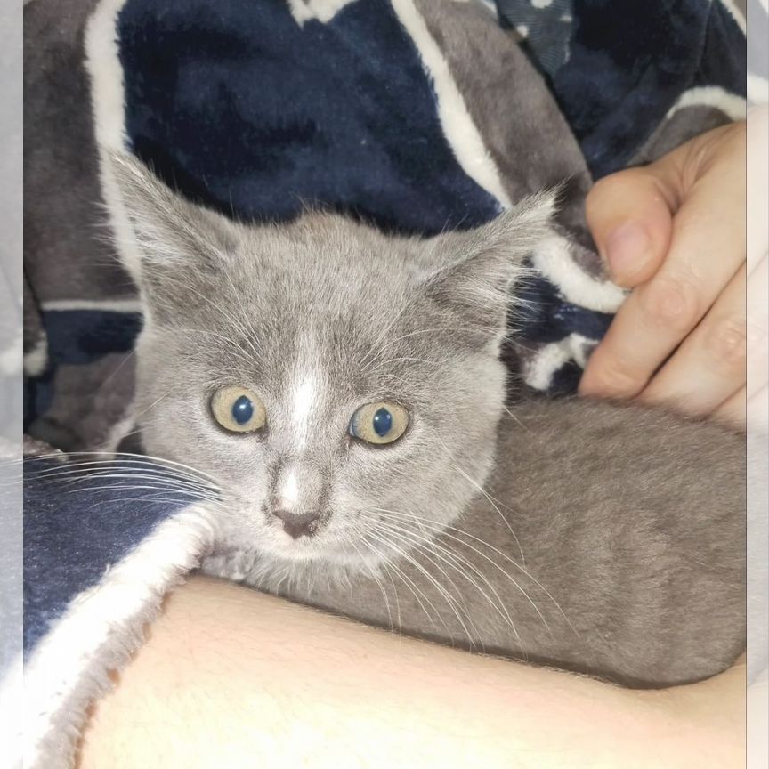 Котята