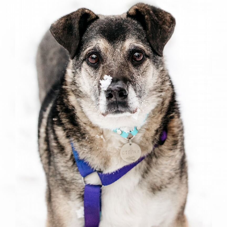 Взрослый пёс в добрые руки