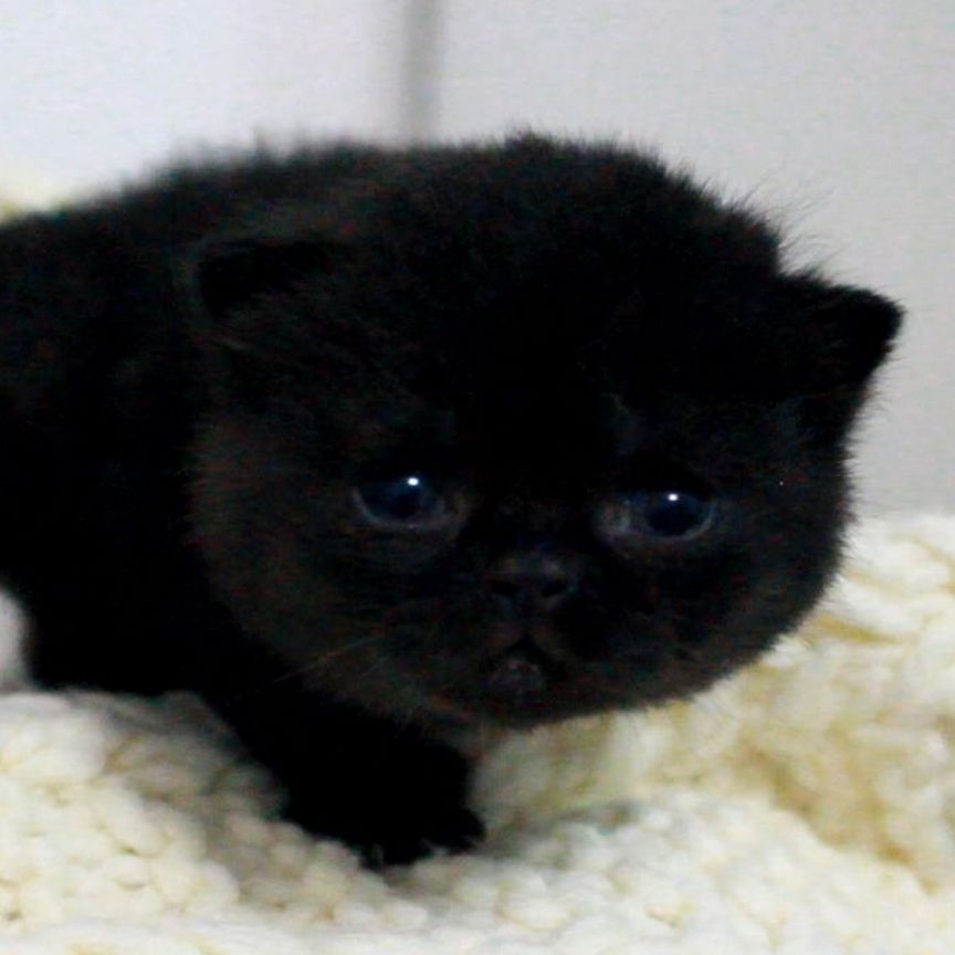 Британские котята