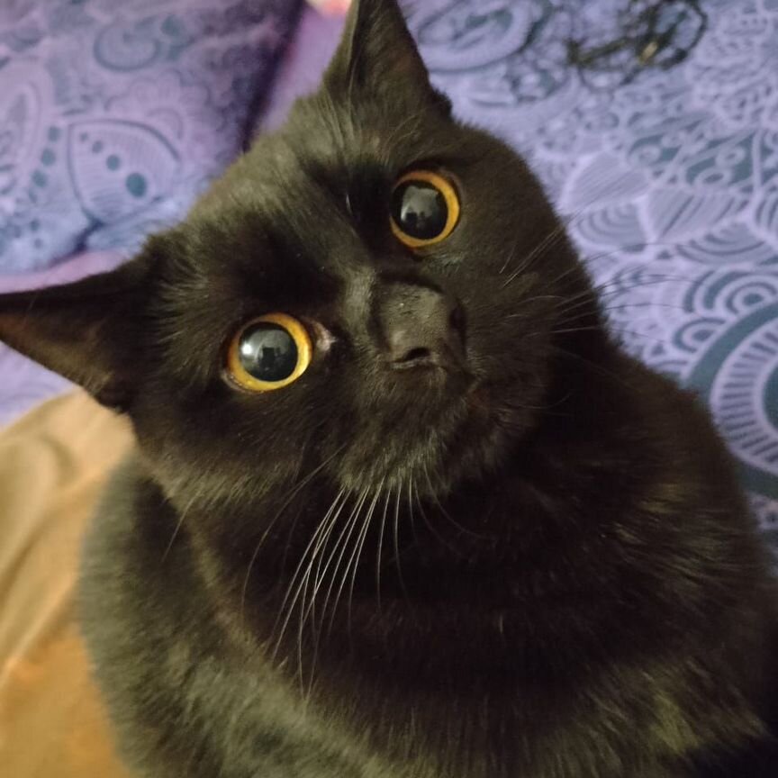 Кошка