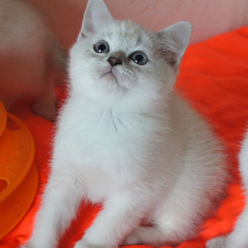 Британские котята