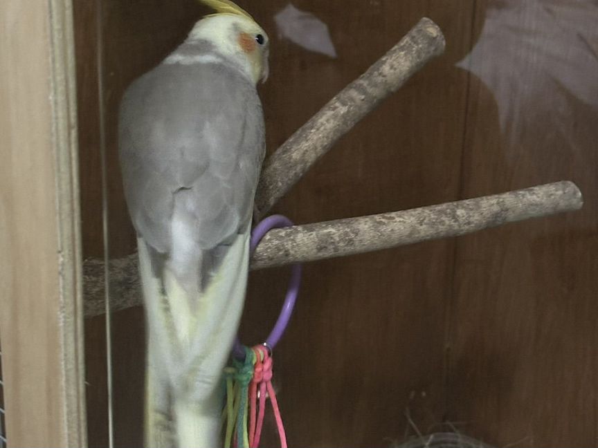 Попугай корелла ручной