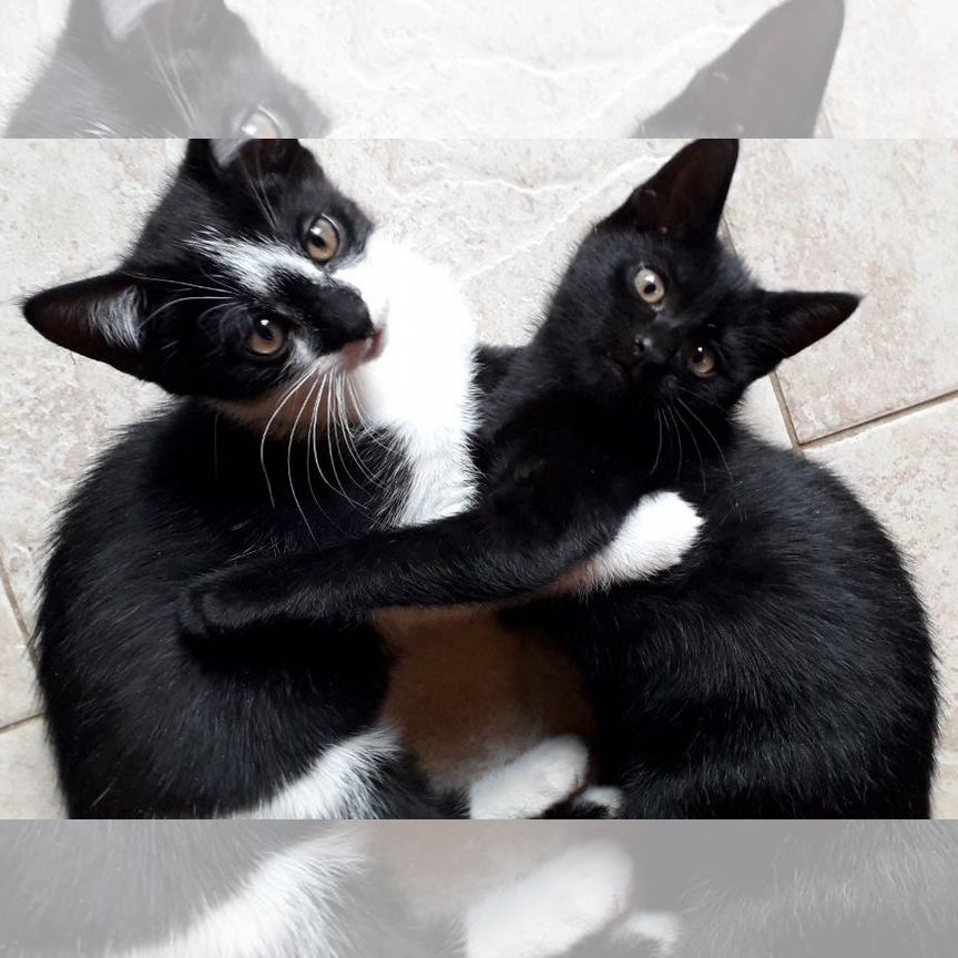 Котики-братики