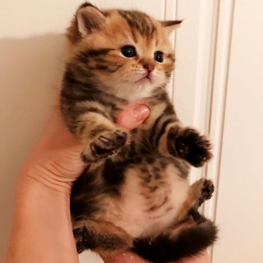 Британец котик мраморный