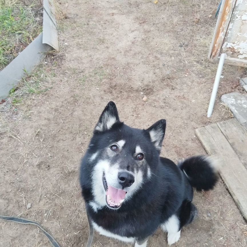 Хаски ищет дом