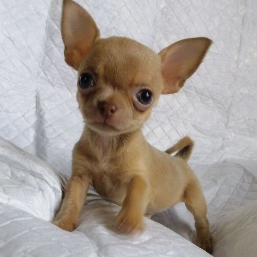 Чихуахуа мальчуган