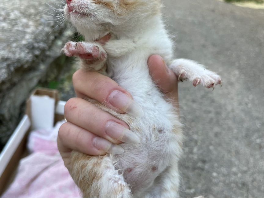 Котята в добрые руки