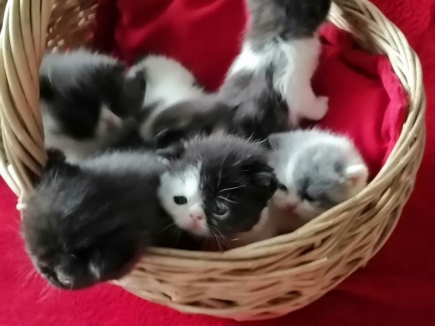 Котики - экзотики