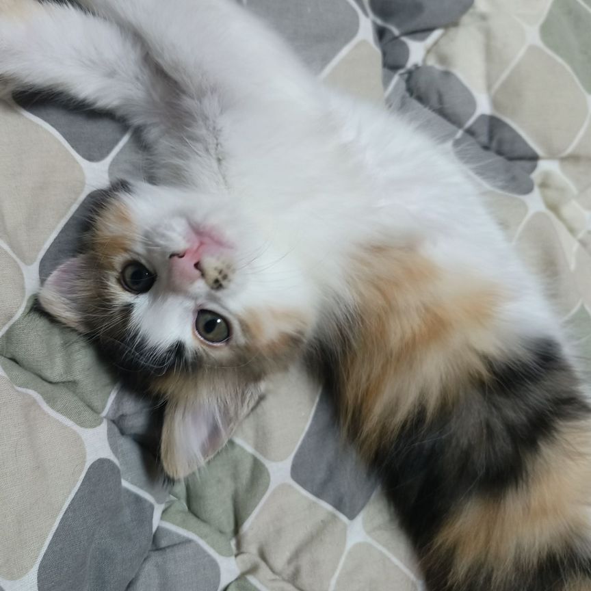 Мейн-кун котёнок