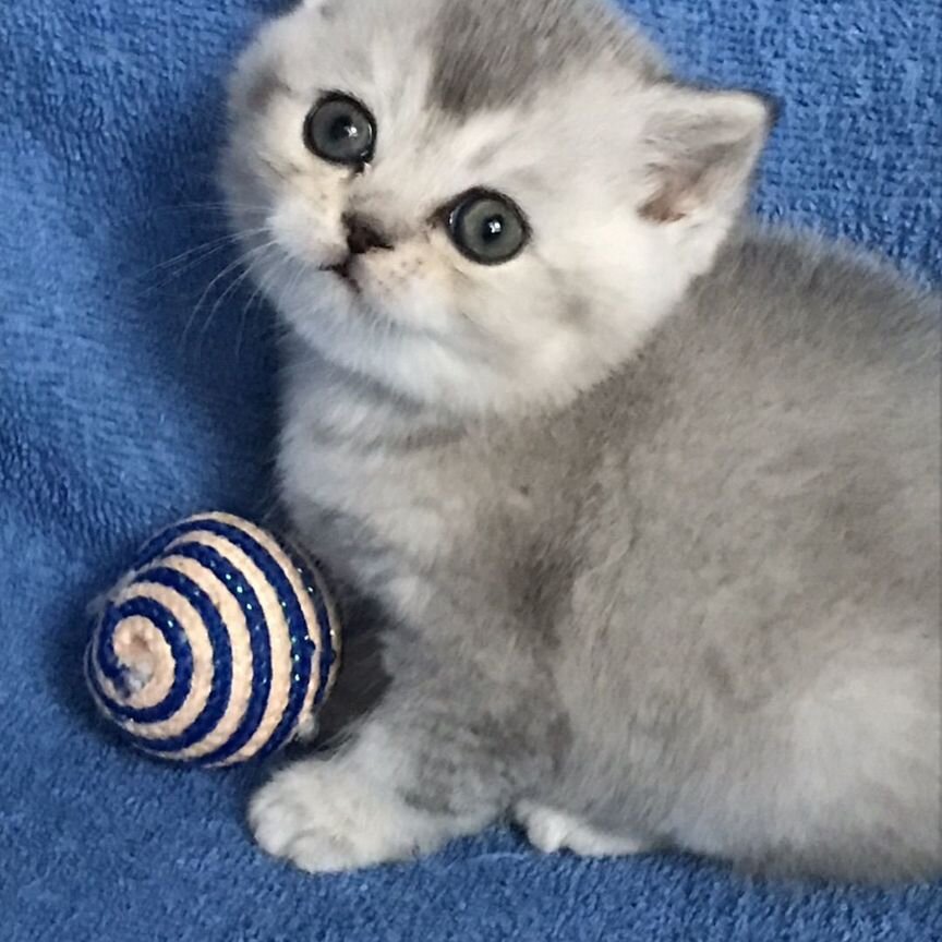 Серебристый котик