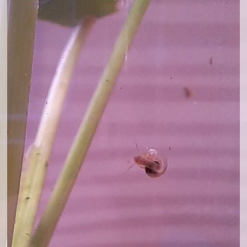 Улитки аквариумные катушки