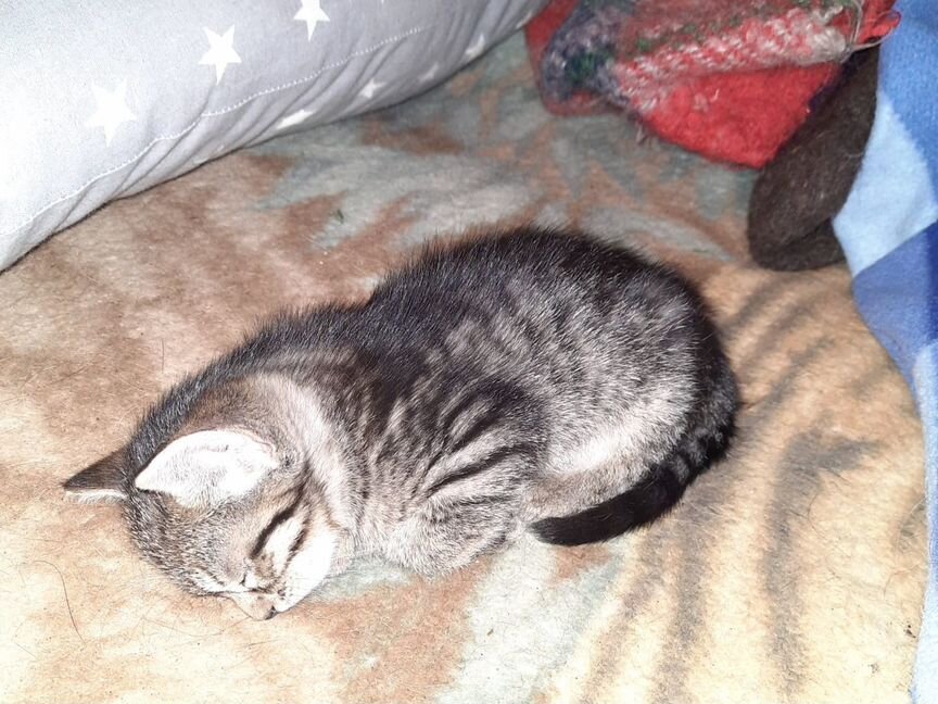 Котенок мальчик 2мес в добрые руки