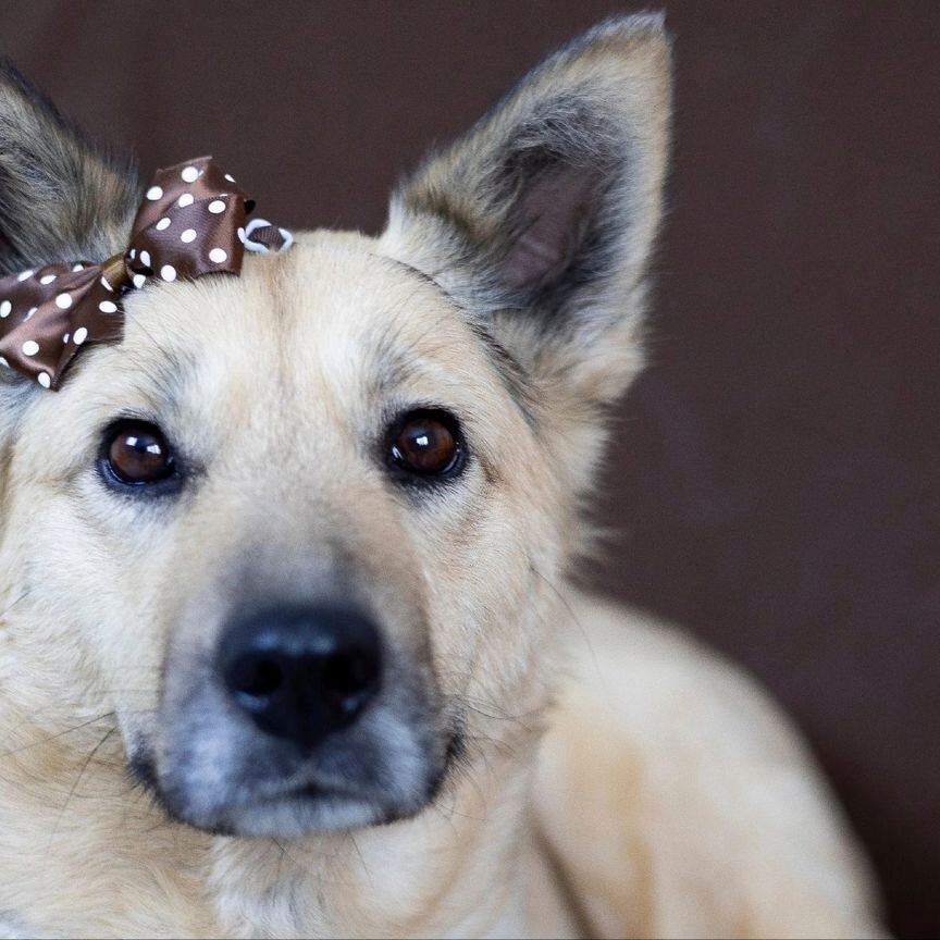 Шикарная собака Ханна в квартиру