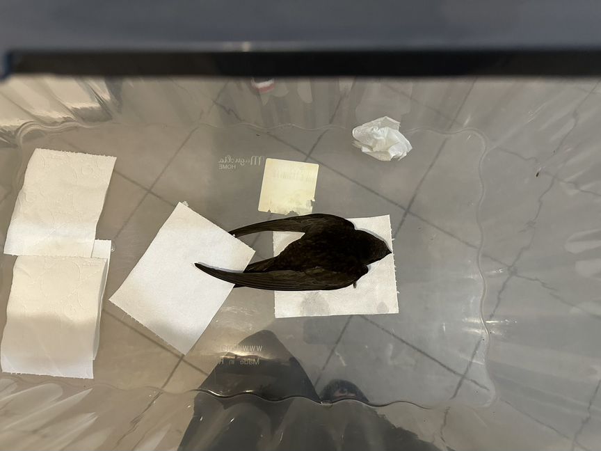 Стриж отдам в добрые руки