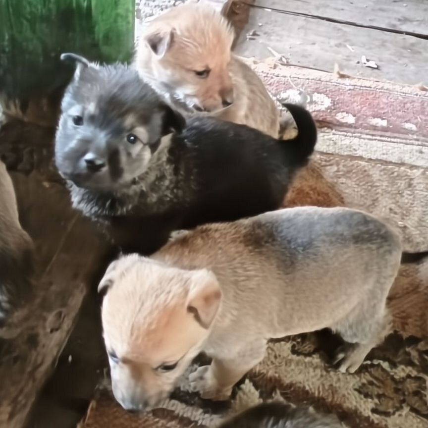 Шарпей, щенок