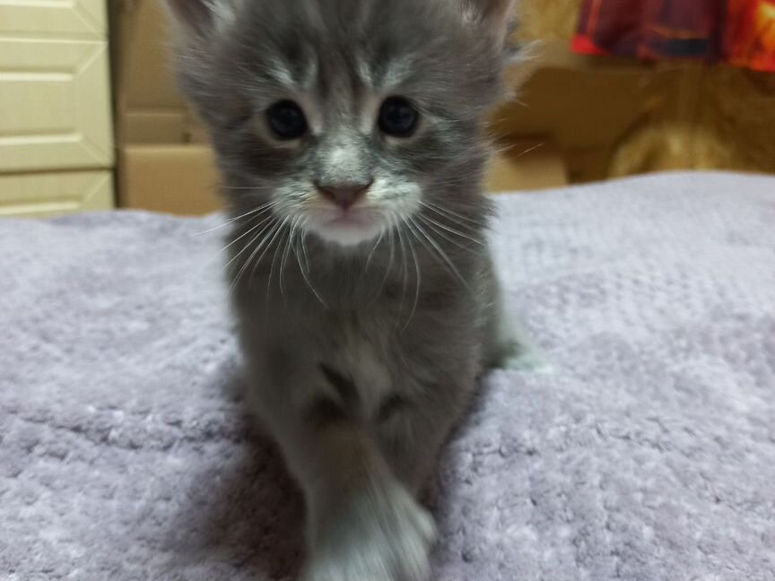 Котята мейн-кун полидакт