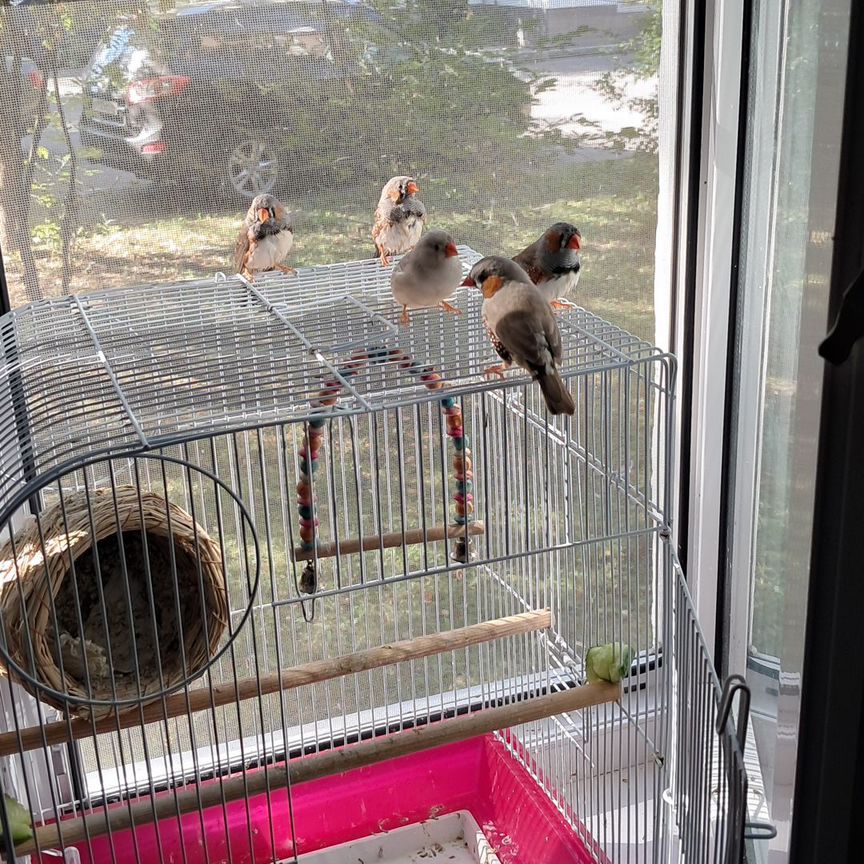 Зебровые амадины