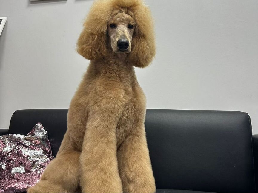 Королевский пудель Вязка