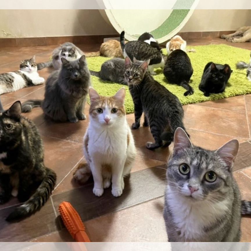 Подарите дом котикам из приюта
