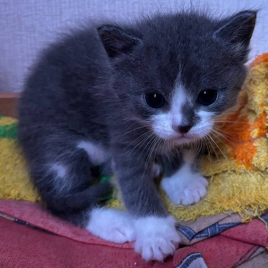 Котёнок в добрые руки