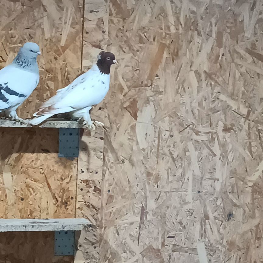 Голуби красноголовые