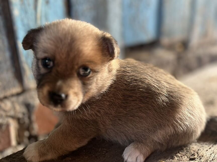 Собака в добрые руки отдам бесплатно