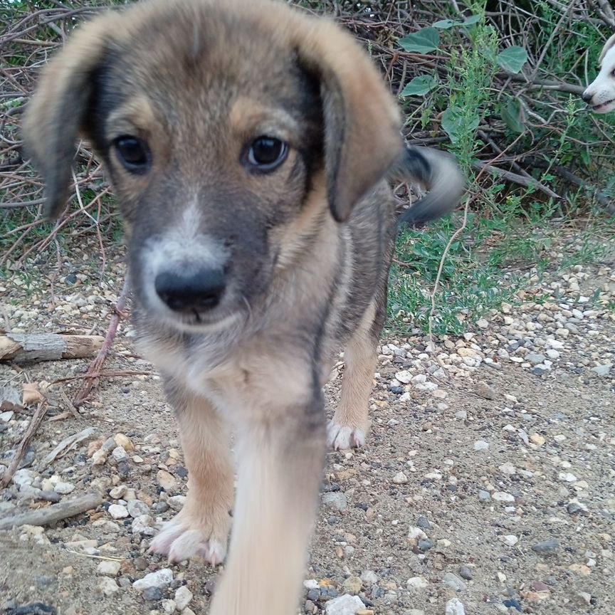 Собаки дворняжки в добрые руки